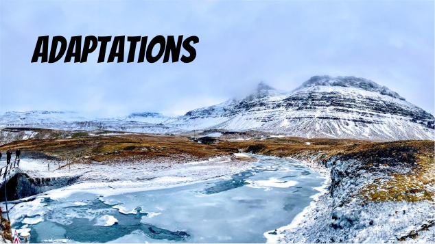 Create - Animal Adaptations, an Introduction